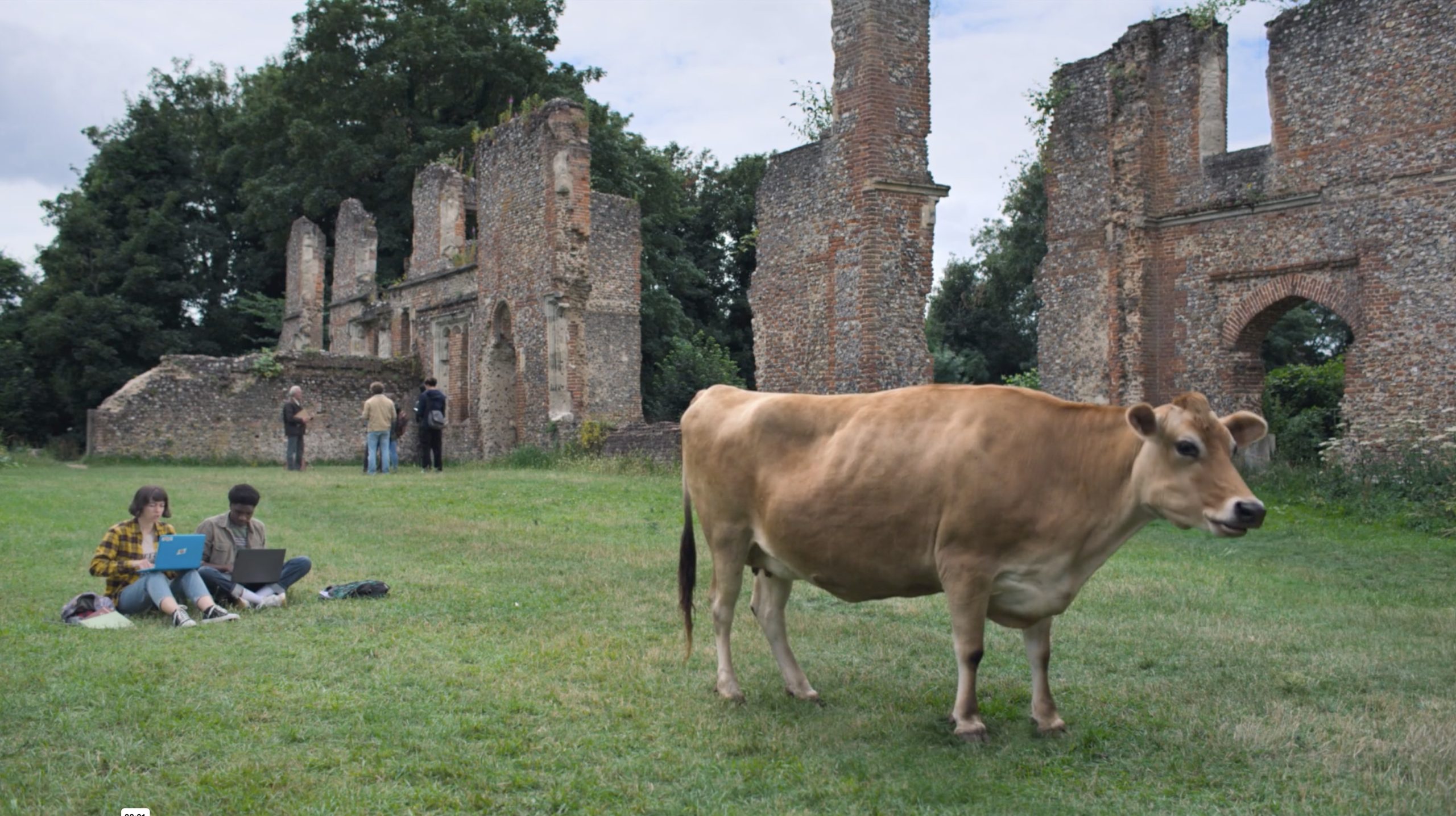 Currys UK Cow - Tomorrow